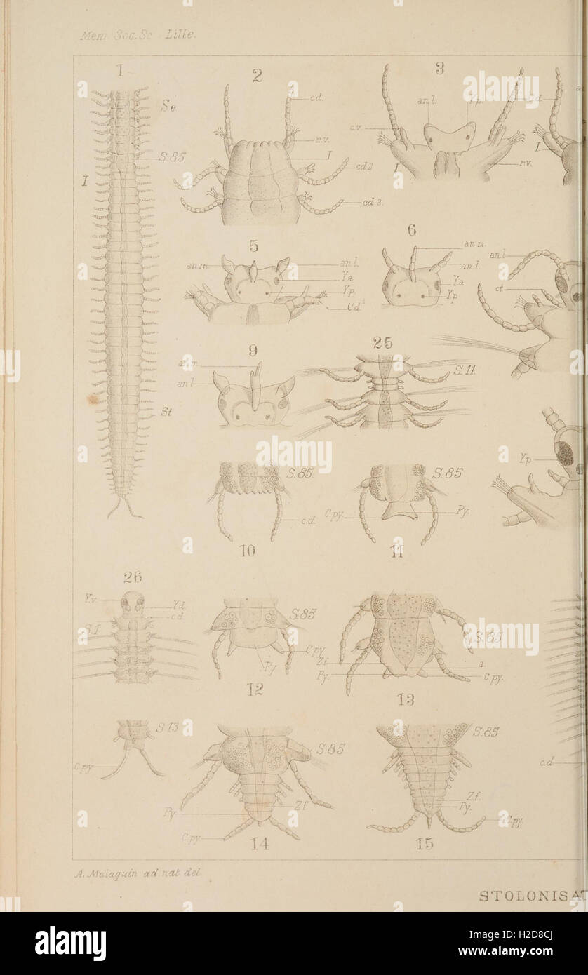 This work presents research on Syllidians, a group of polychaete worms ...