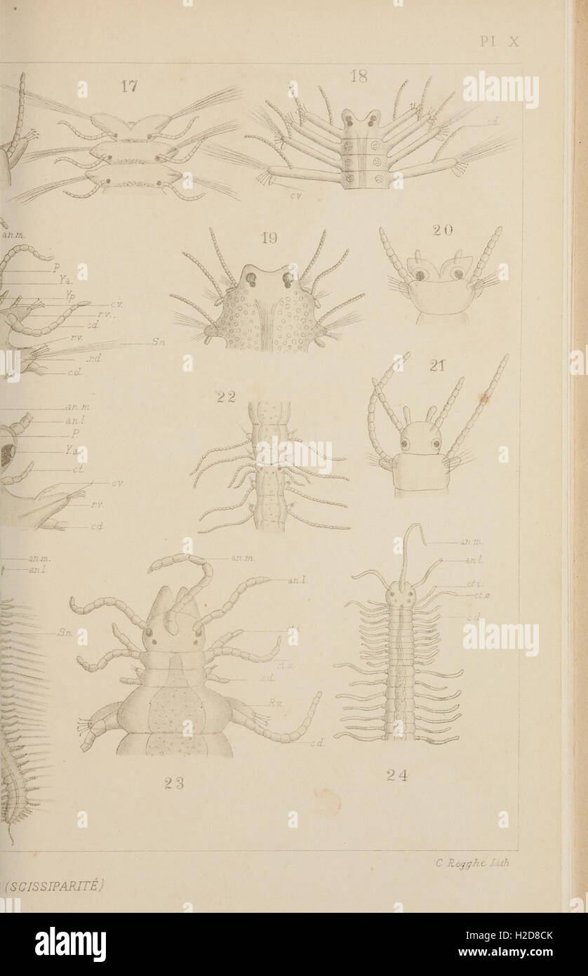 This study focuses on the Syllidiidae family of marine polychaetes ...