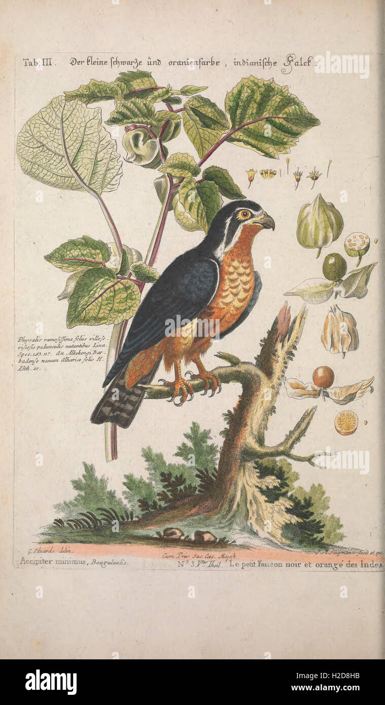 A collection of various foreign and uncommon bird species, showcasing ...