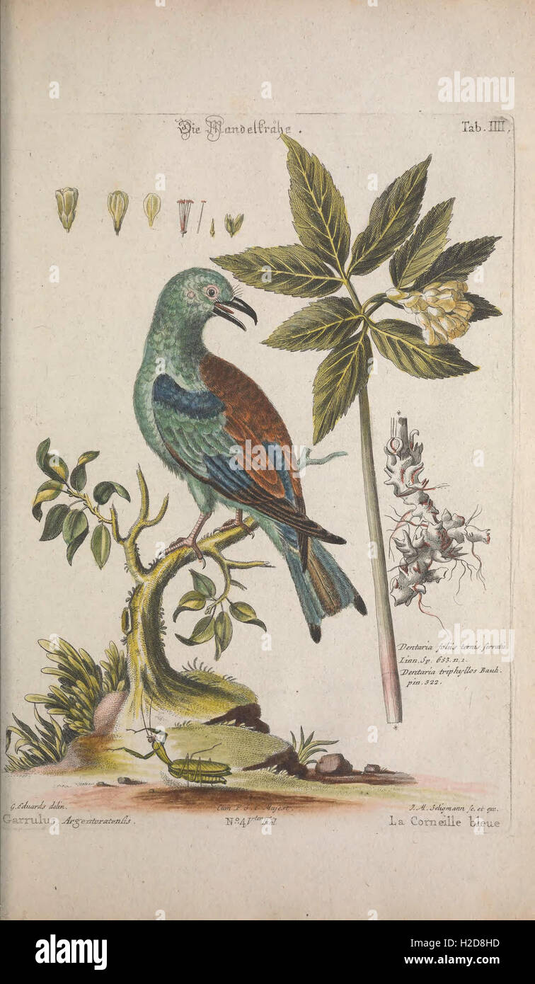 This collection showcases a variety of rare and exotic bird species ...