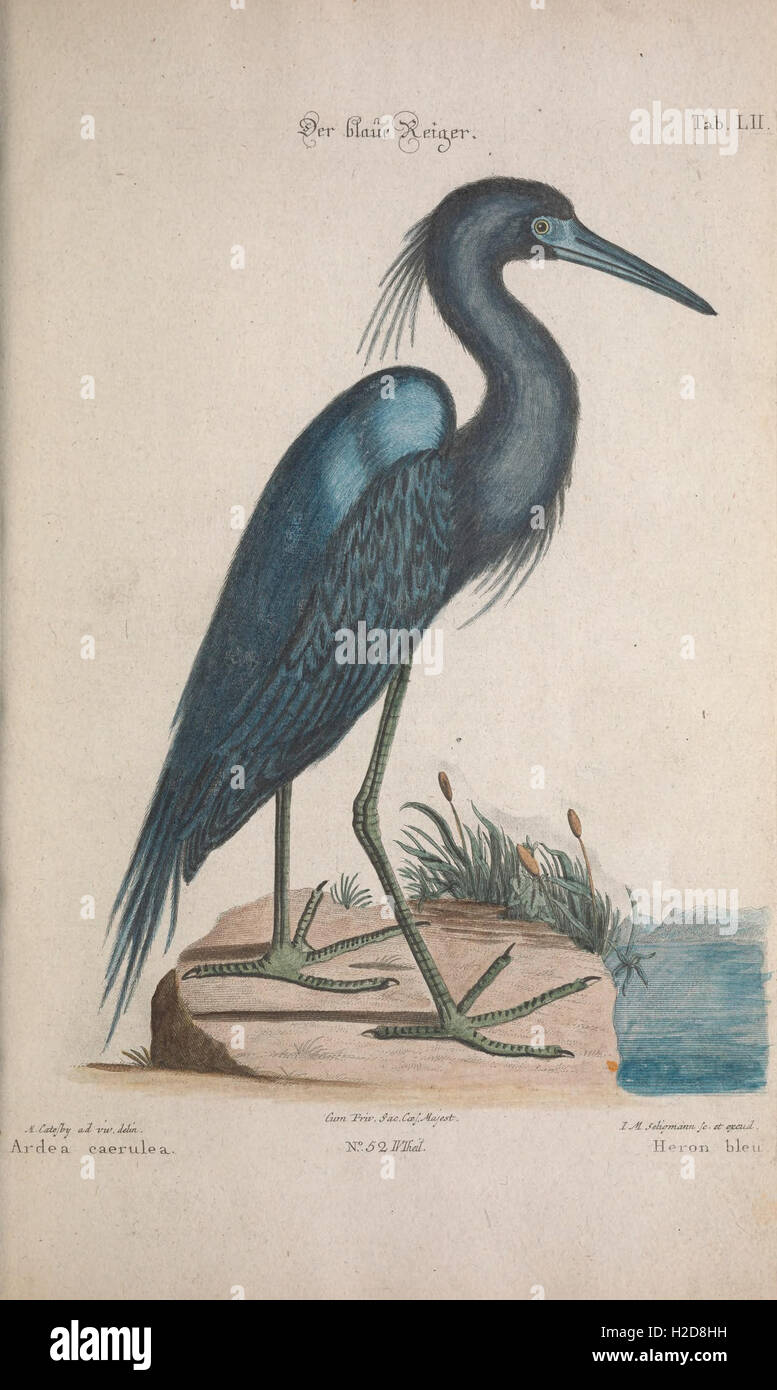 This work is a compilation of rare and unusual foreign bird species ...