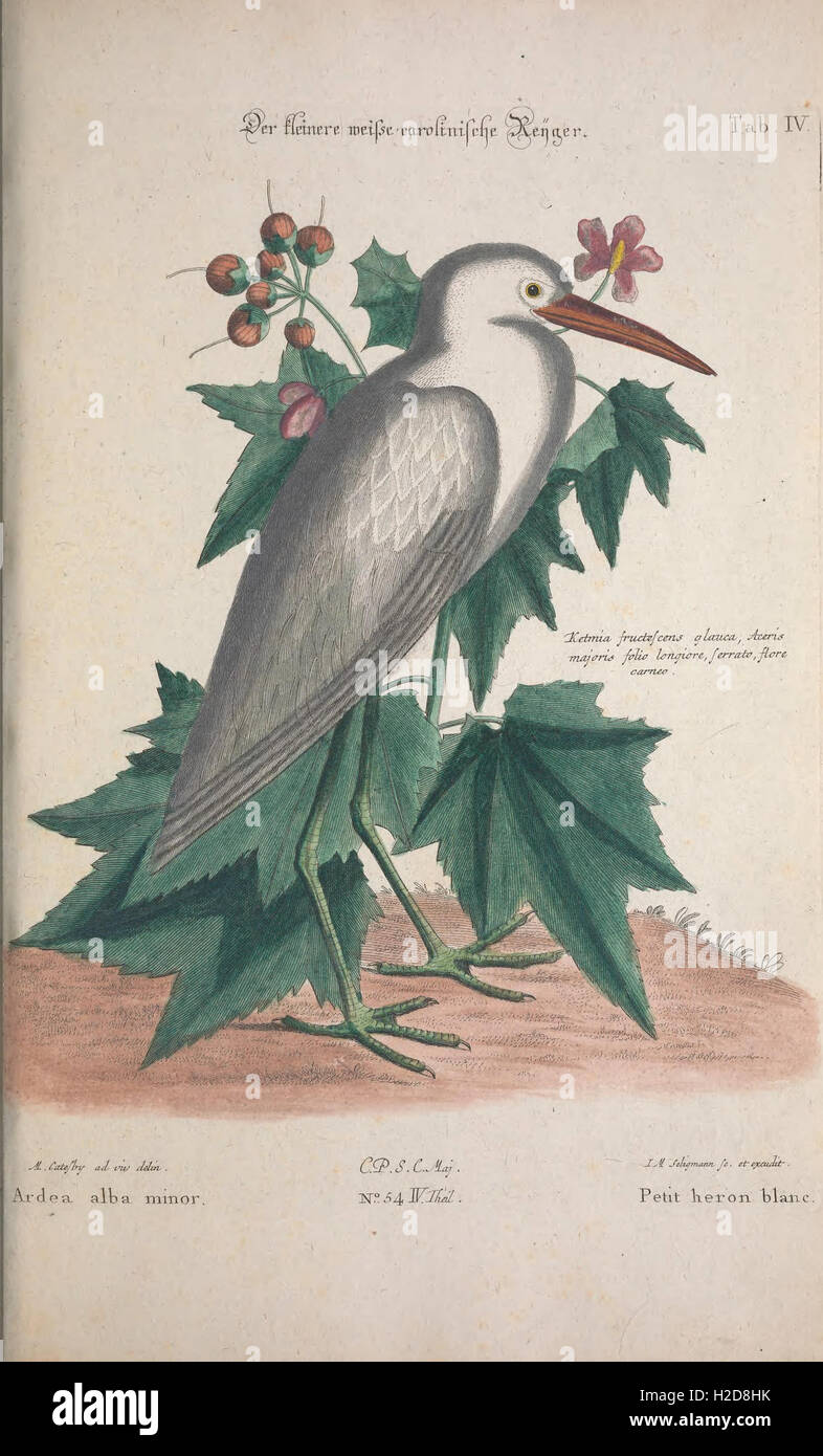 An illustrated collection of rare and foreign bird species, focusing on ...