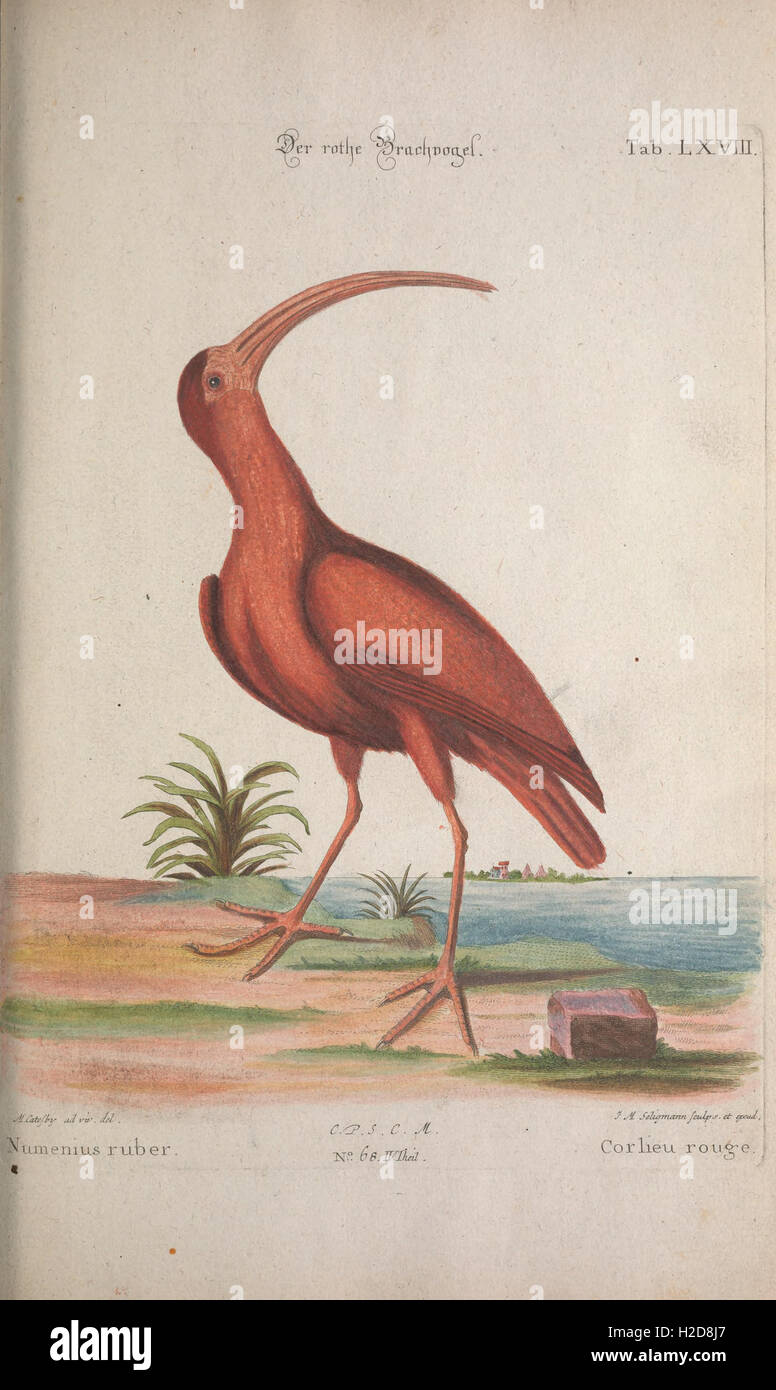 A collection of rare and uncommon foreign bird species, presented with ...