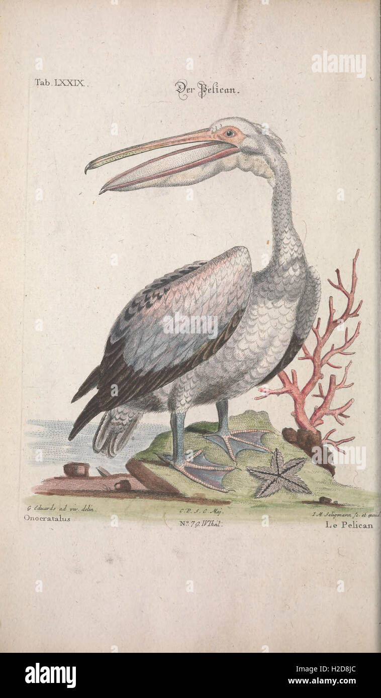Collection of various foreign and rare birds, illustrating different ...