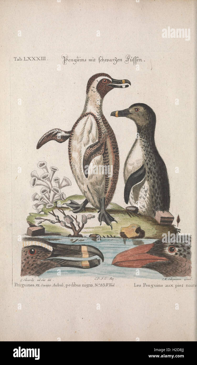 A collection of rare and uncommon foreign bird species, depicted in ...
