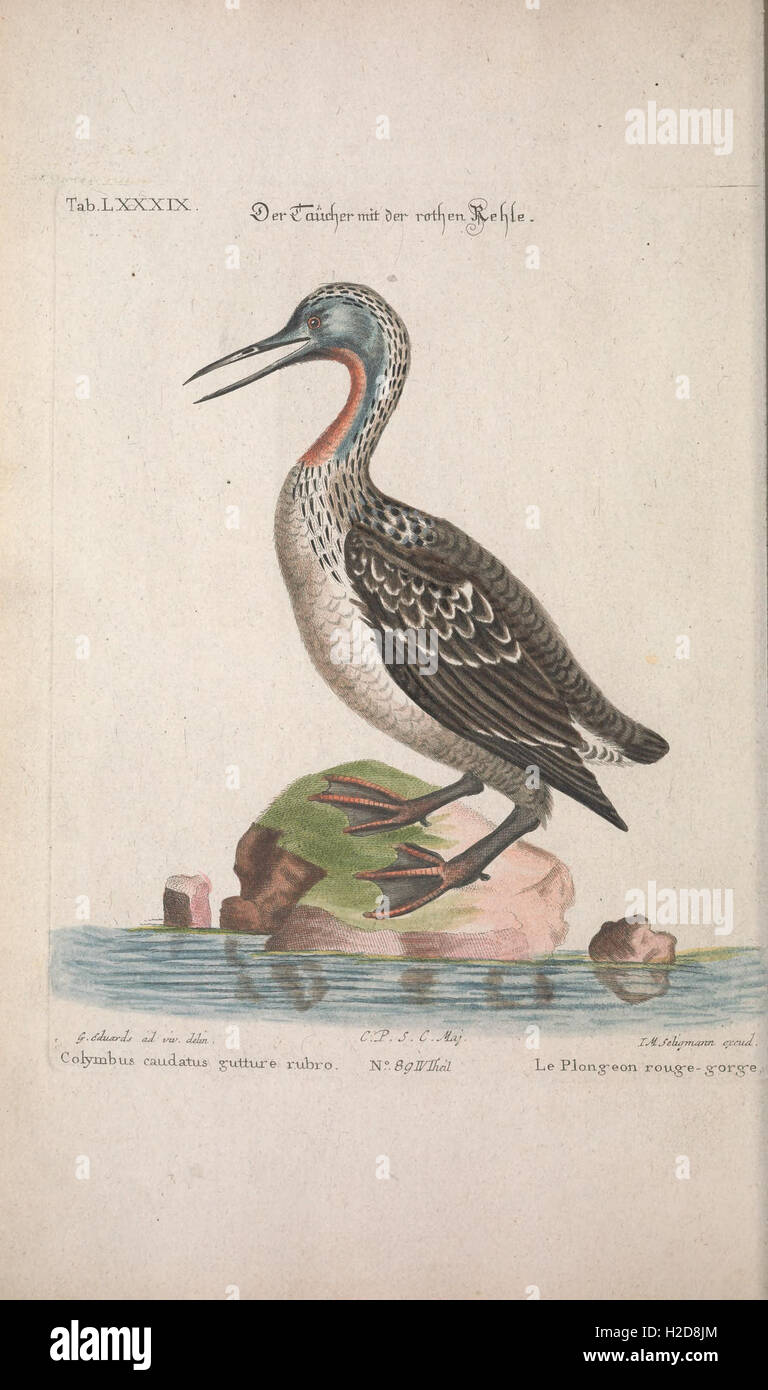 This collection showcases rare and uncommon bird species from various ...