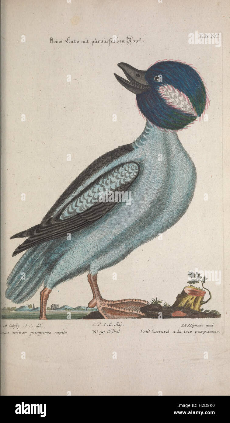 This work presents a collection of rare and foreign bird species, with ...