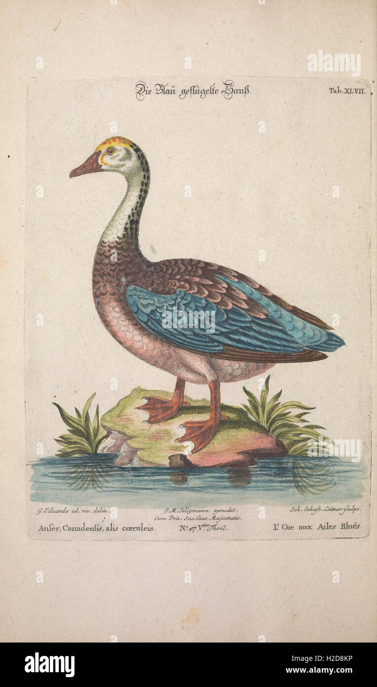 A collection of illustrations and descriptions of rare and foreign bird ...