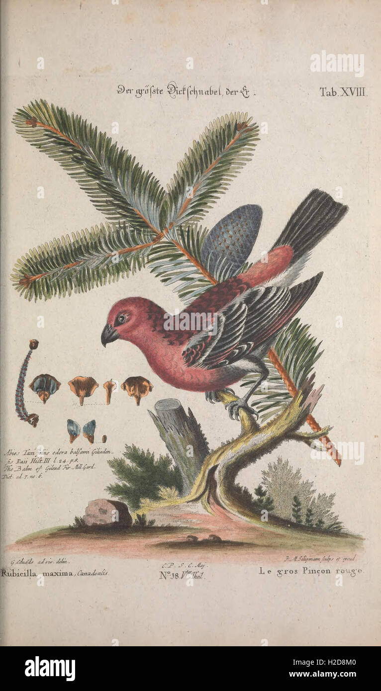 This collection focuses on rare and uncommon foreign bird species ...