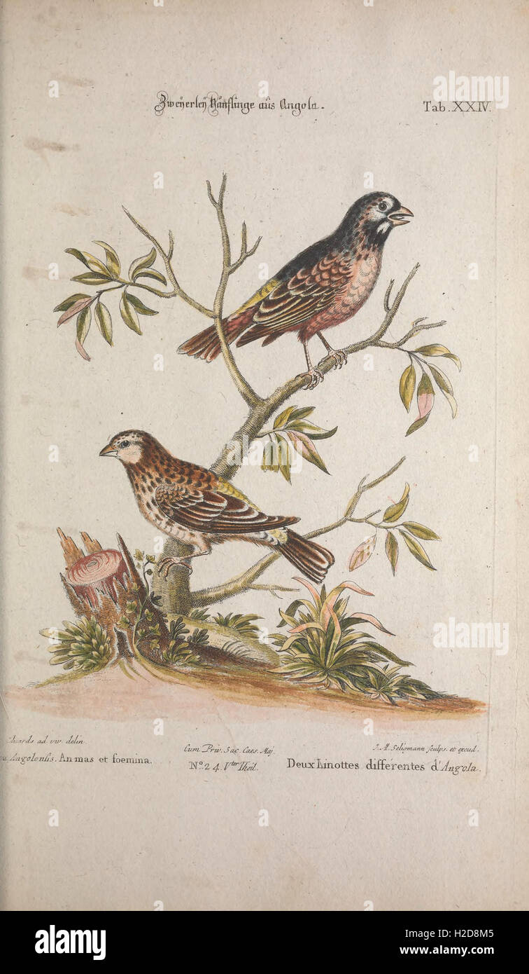 A collection of illustrations and descriptions of rare and foreign bird ...