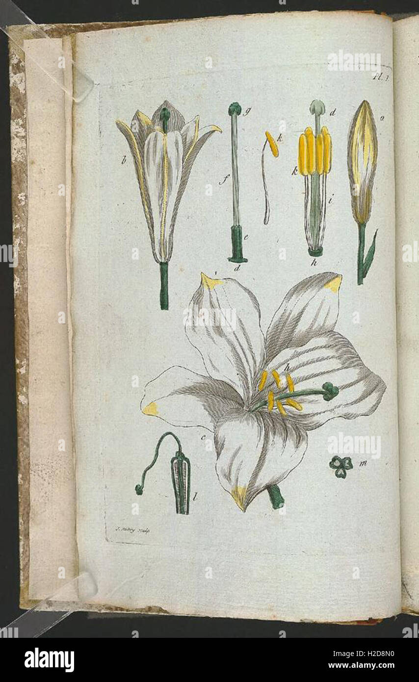 A botanical illustration collection aimed at aiding the understanding of basic botanical ...