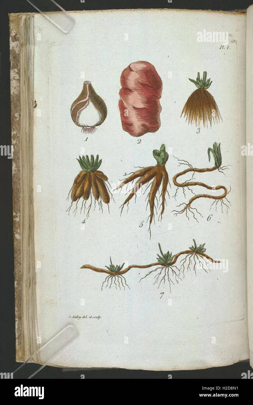 A collection of color-illustrated plants designed to assist in the understanding of basic ...