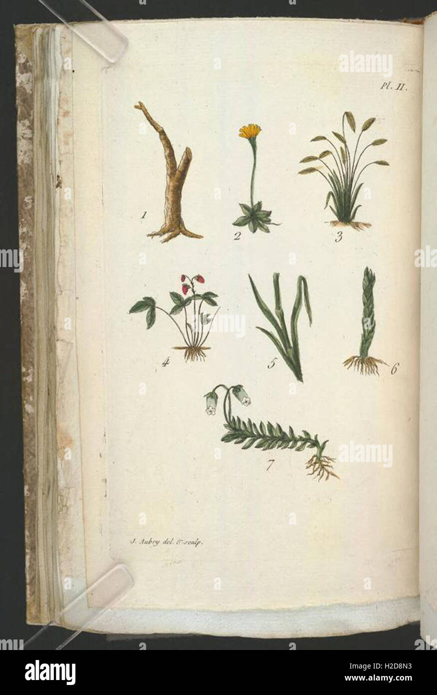 This collection of colored botanical illustrations aids in the understanding of basic botanical ...