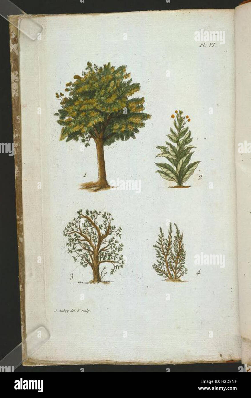 A botanical collection of color illustrations designed to aid in the understanding of basic ...