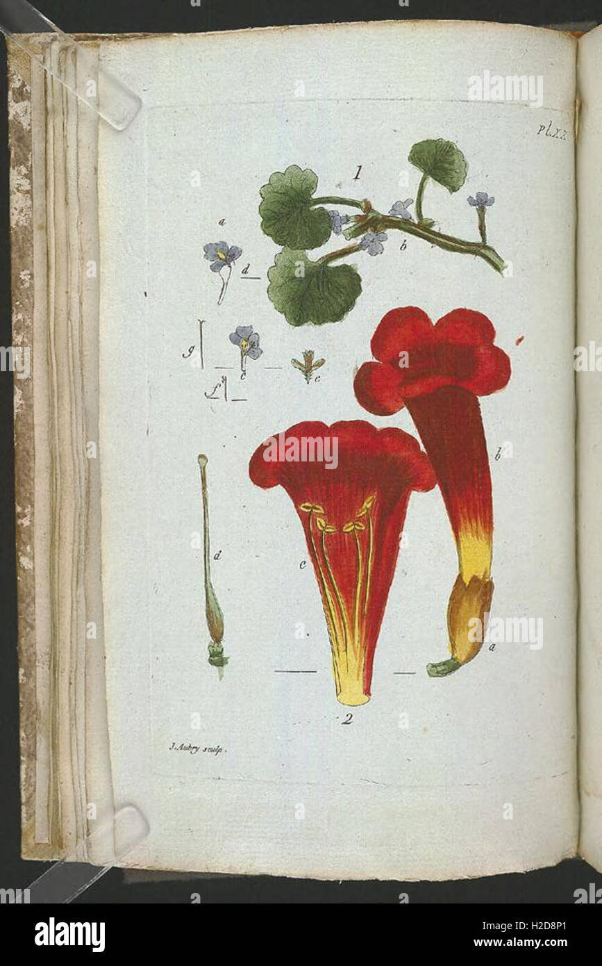 A collection of colored plant illustrations intended to assist with basic botanical education ...