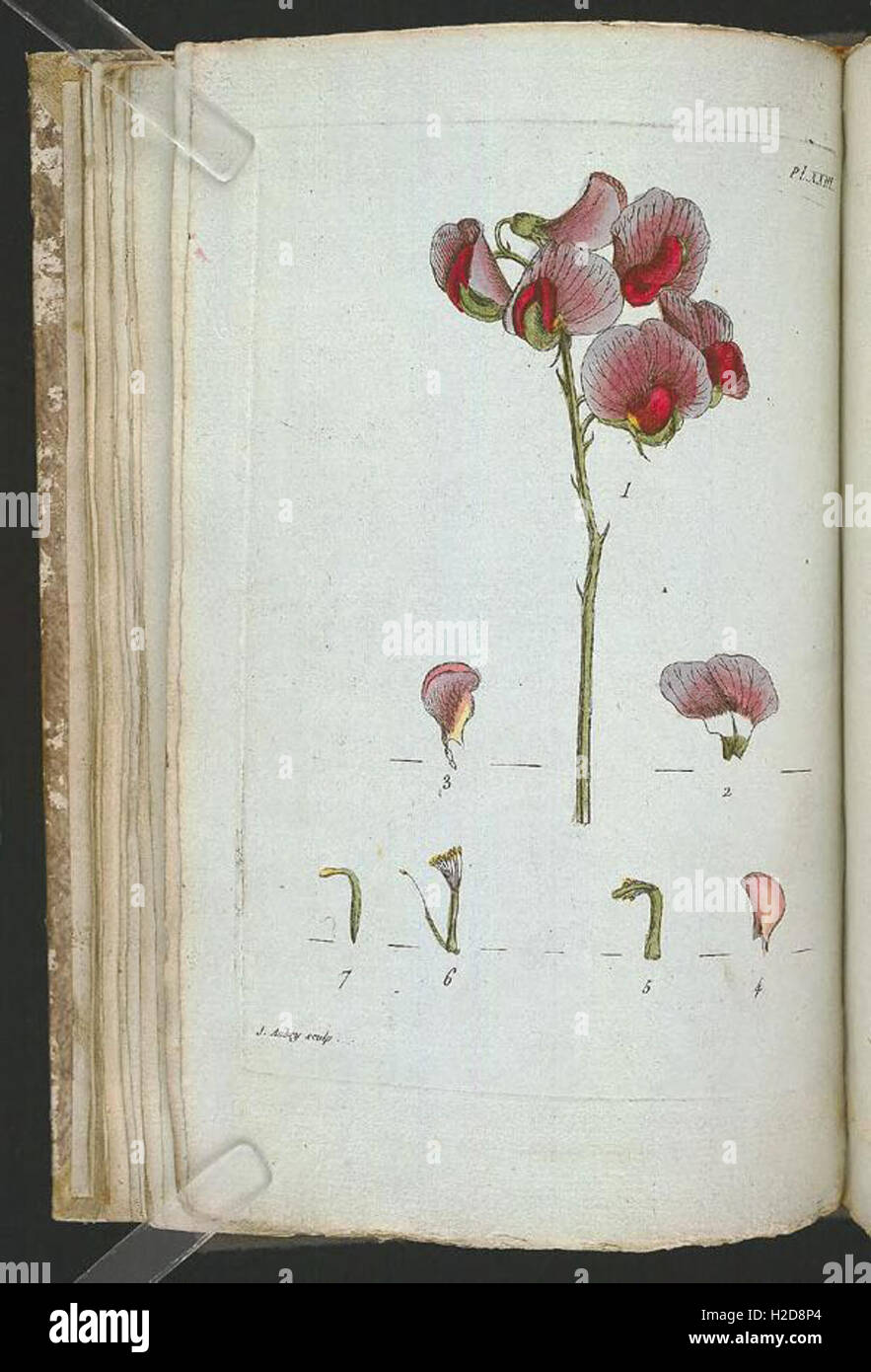 This work presents color illustrations of plants to aid in understanding basic botanical ...