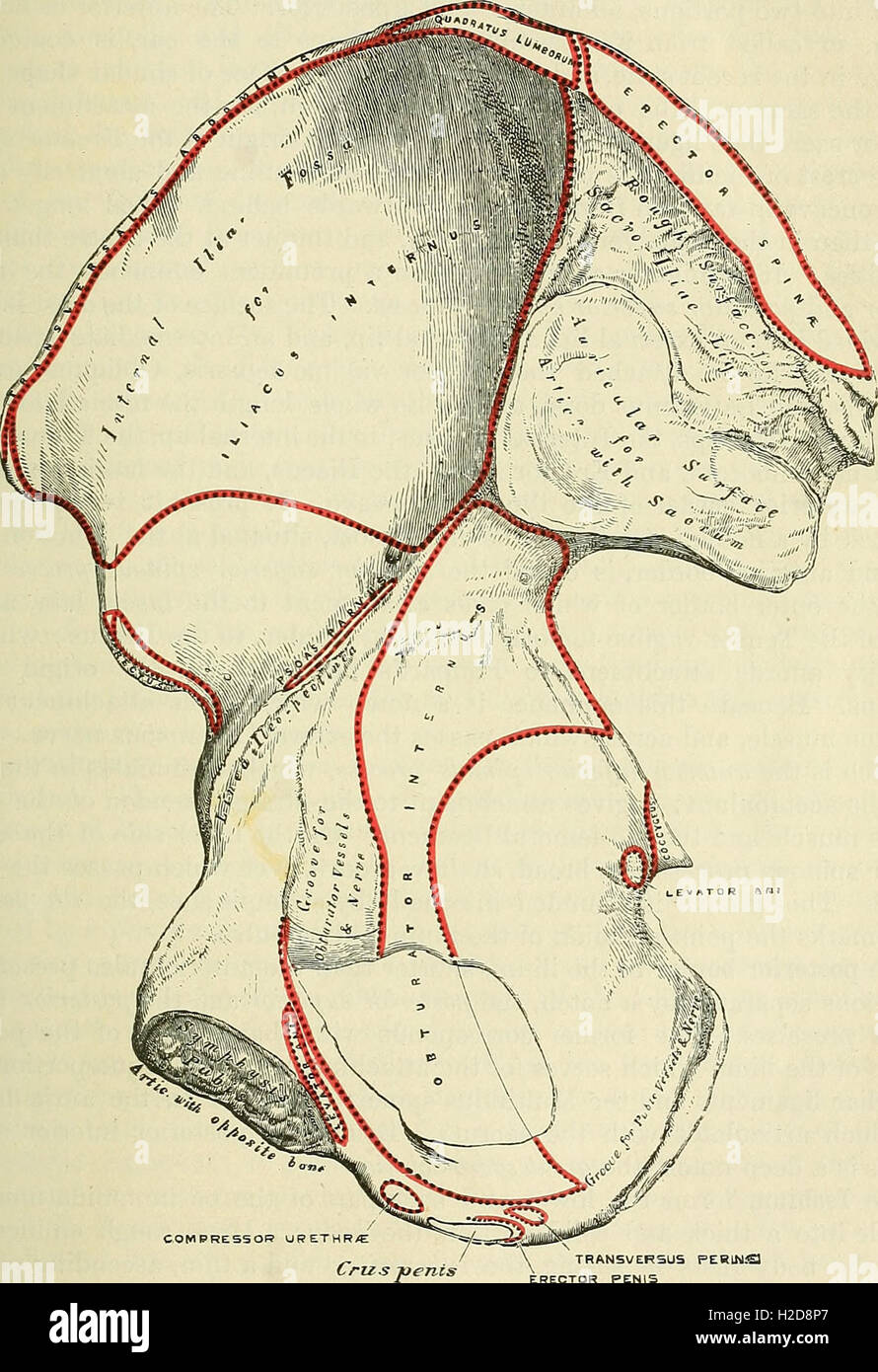 This classic medical text offers detailed descriptions of human anatomy ...
