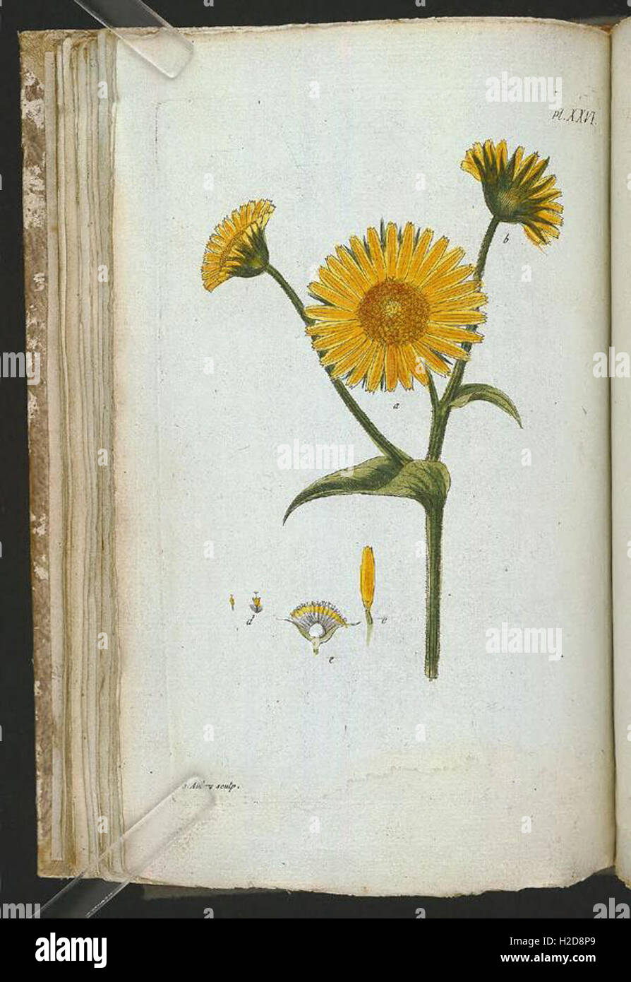 This work features colored illustrations of plants to help understand basic botanical principles ...