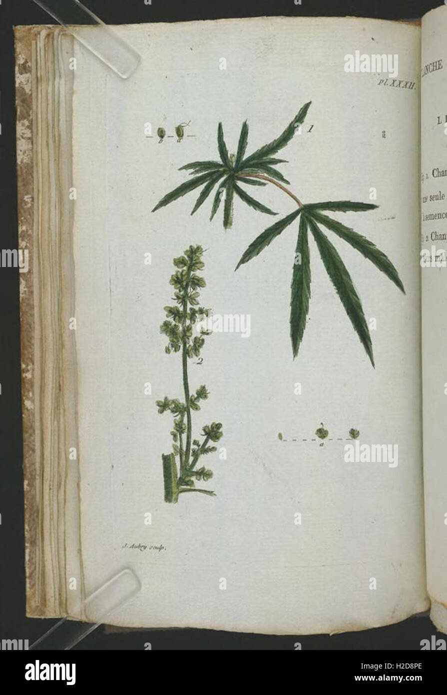 This French work is a collection of colored illustrations of plants, designed to assist in the ...