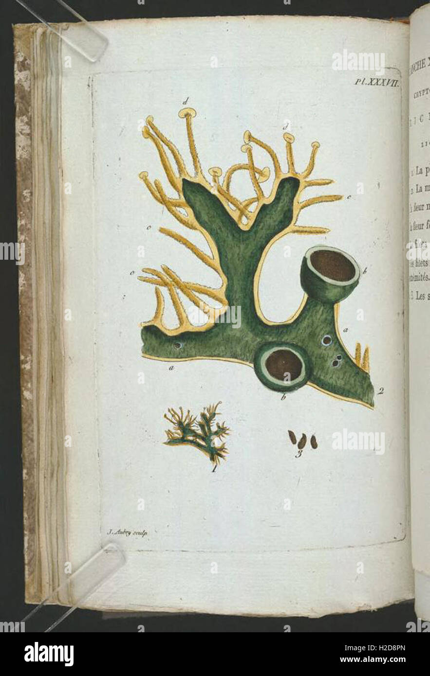 This illustrated collection aims to provide a visual understanding of basic botanical concepts ...