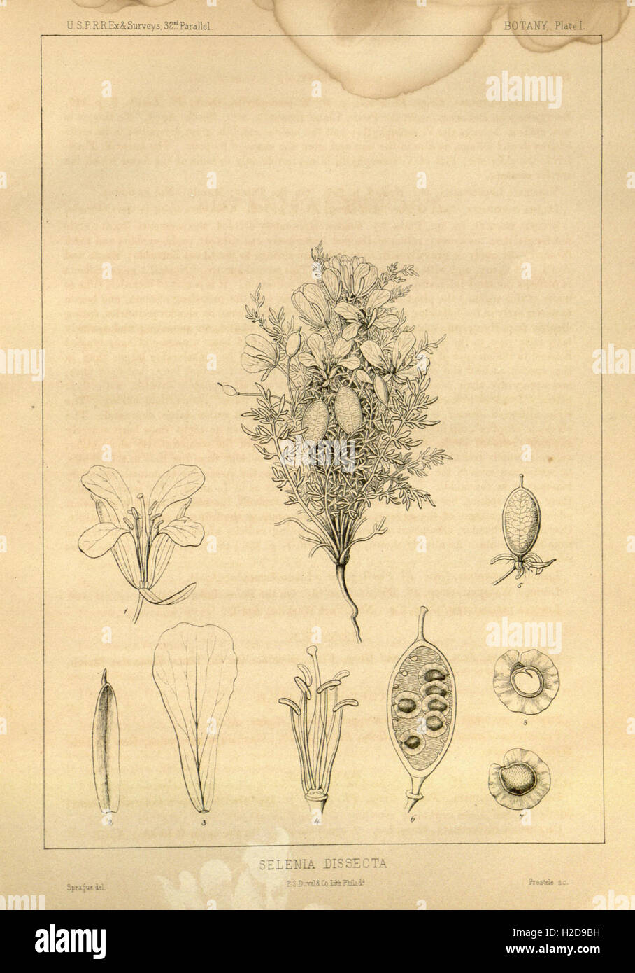 A botanical report documenting the plant species discovered during an ...