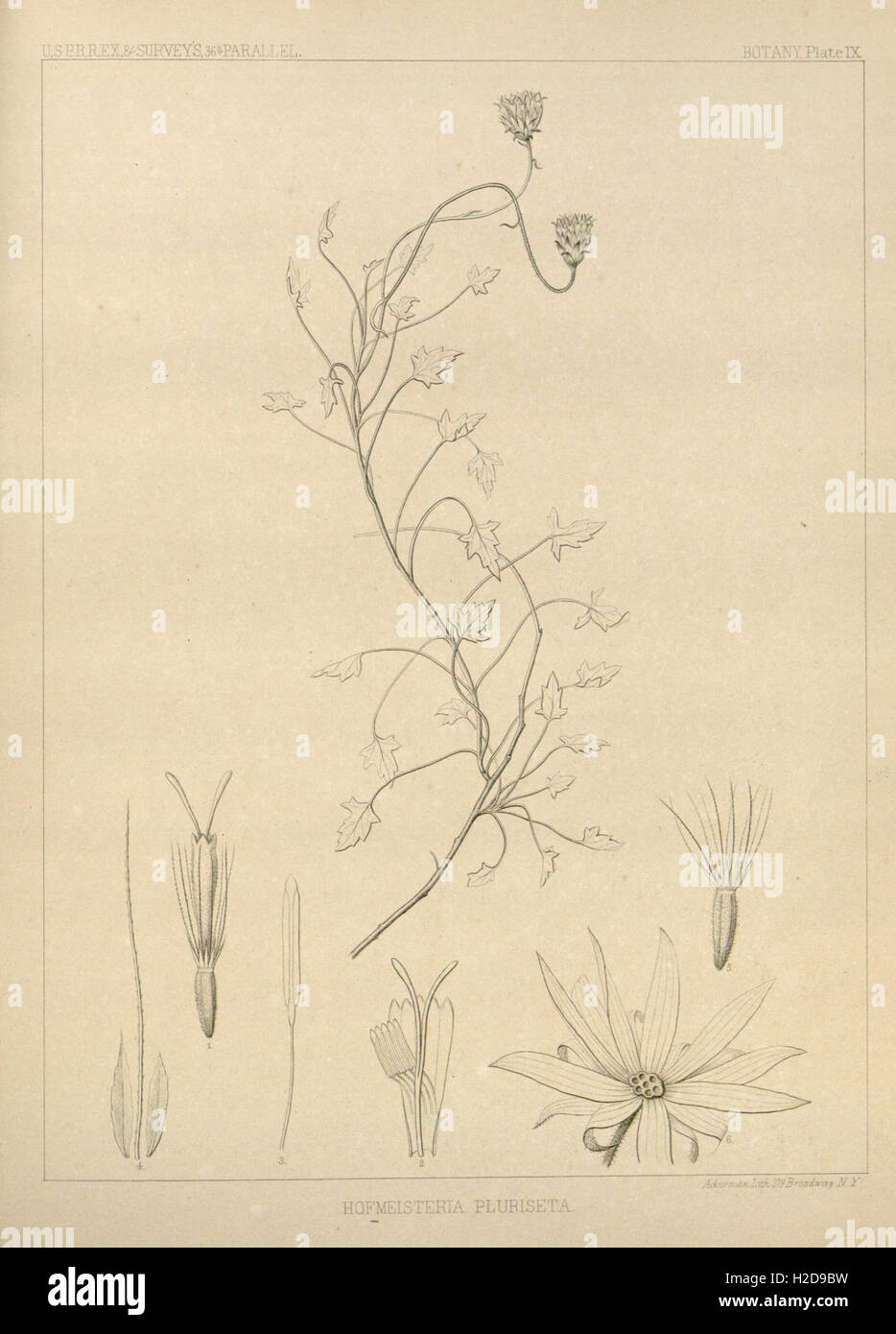 This report details the botanical findings of an expedition, including ...