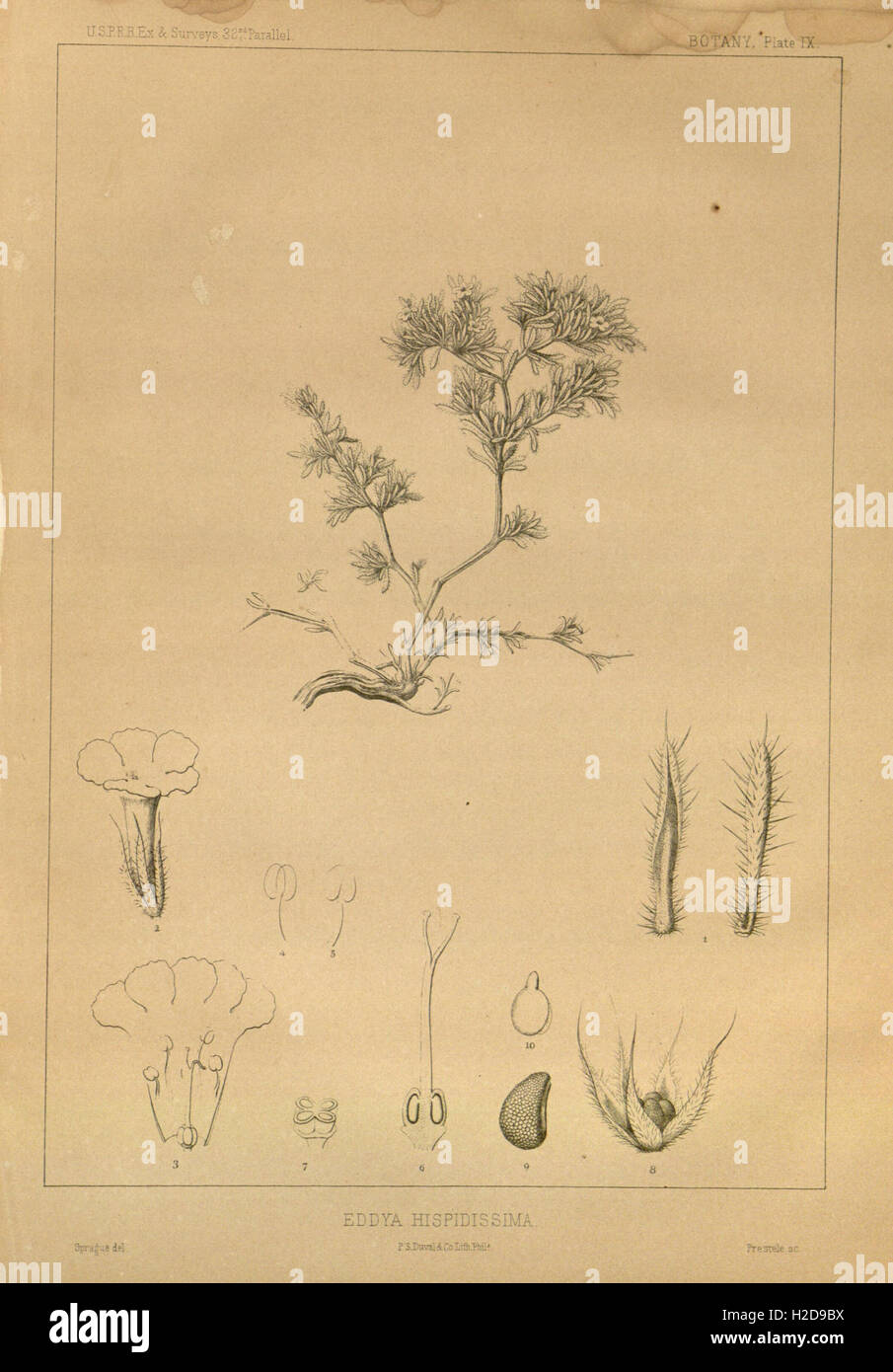 This report presents findings on the botanical discoveries made during ...
