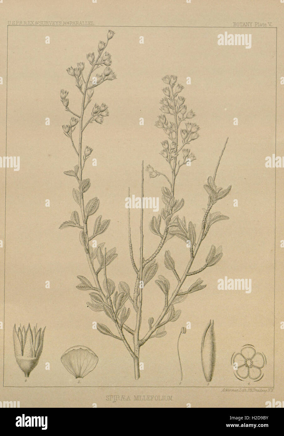 This report documents the botanical findings of an expedition ...