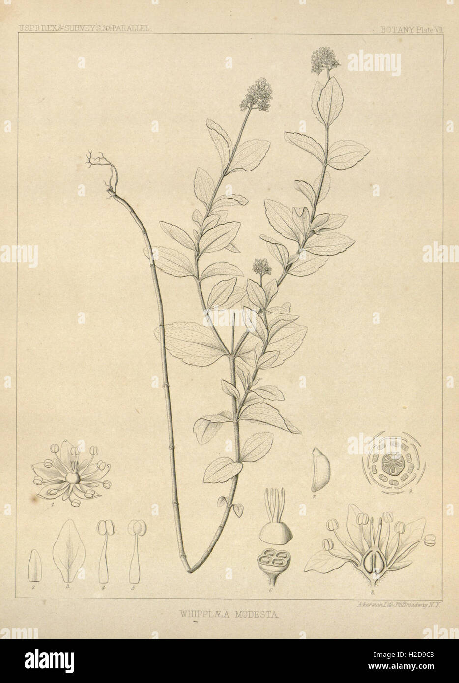 This report documents the botanical findings of an expedition ...