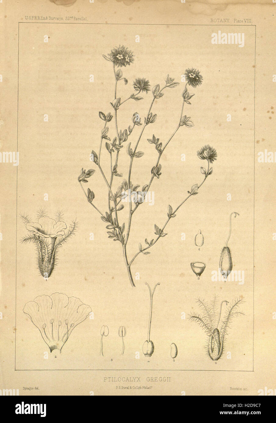 Botanical report from an expedition, including illustrations of plant ...