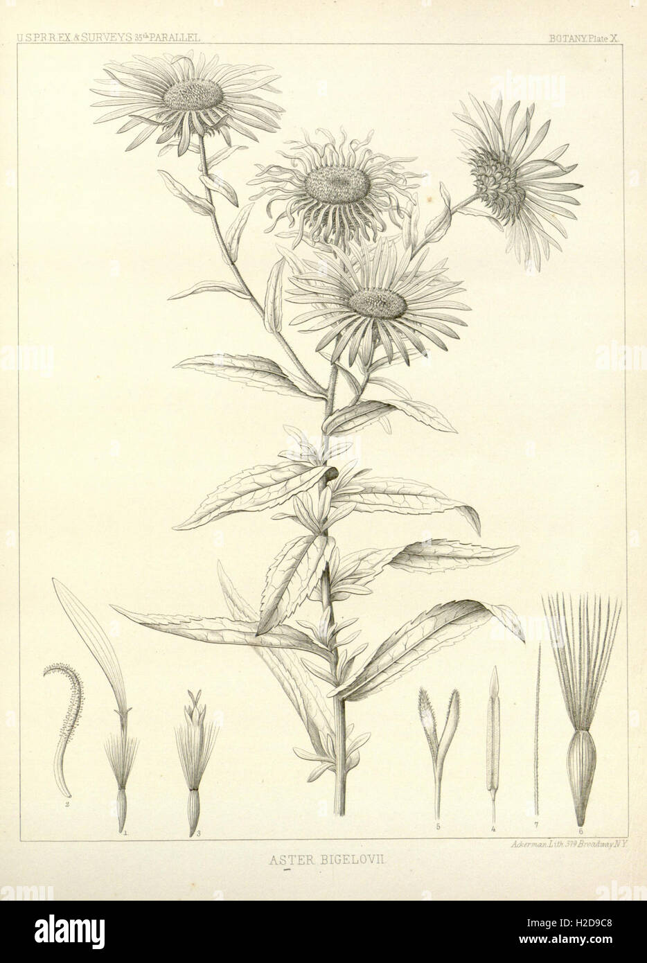 This report details the botanical findings of an expedition, with Plate ...