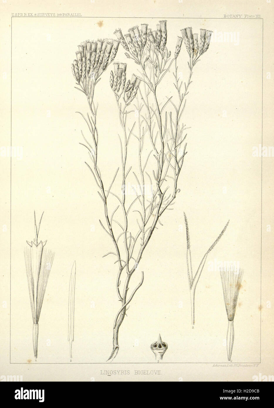 This report outlines the botanical discoveries made during an ...