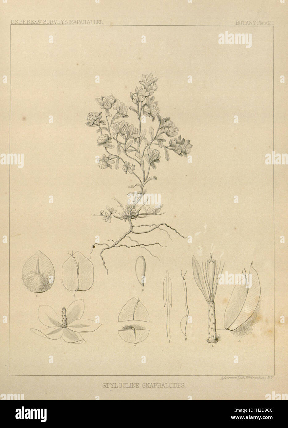 A report documenting the plant species discovered during an expedition ...
