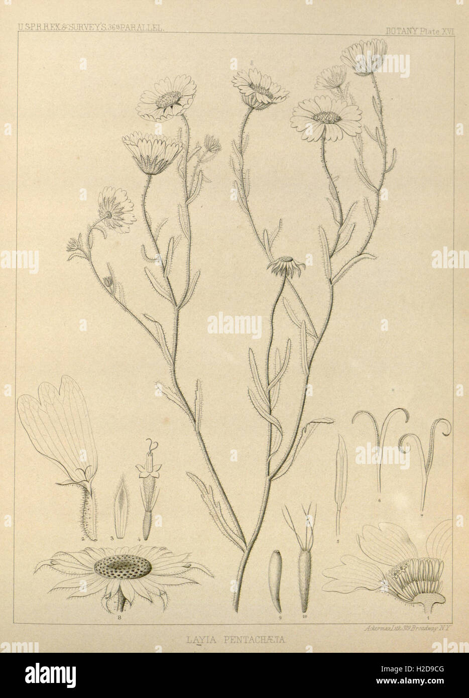 This report details the botanical findings of an expedition, including ...