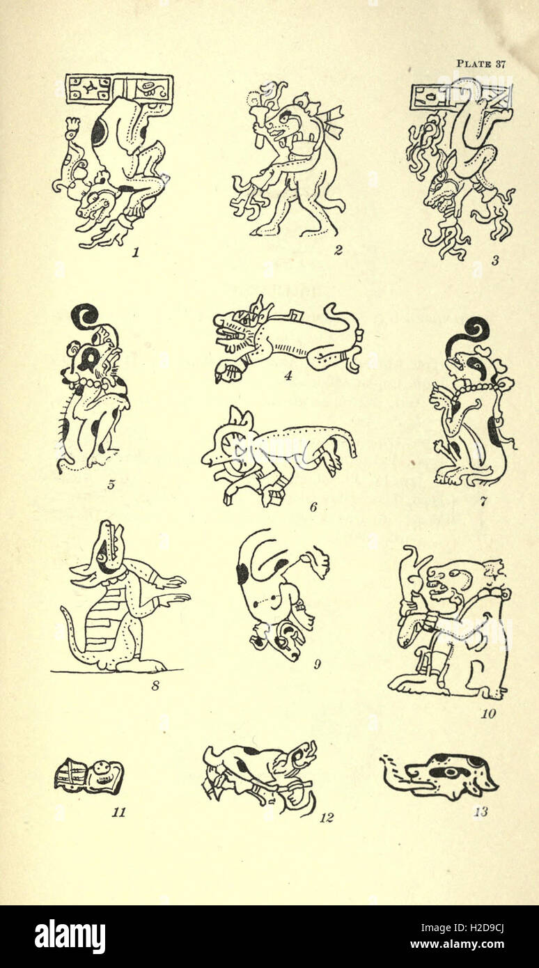 Illustrations of animals from the Maya codices, showcasing the ...