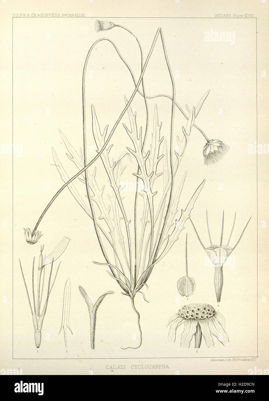 A botanical report documenting plant species discovered during an ...