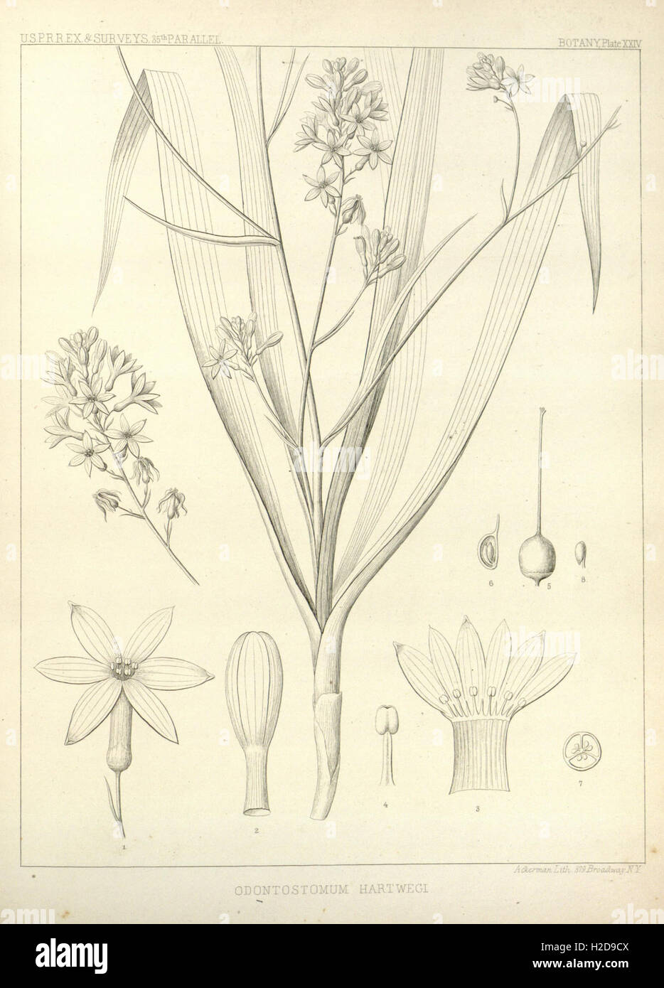 This report details the botanical findings from an expedition ...