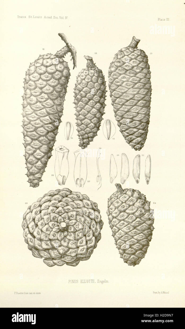 This revision focuses on the genus Pinus, detailing species ...