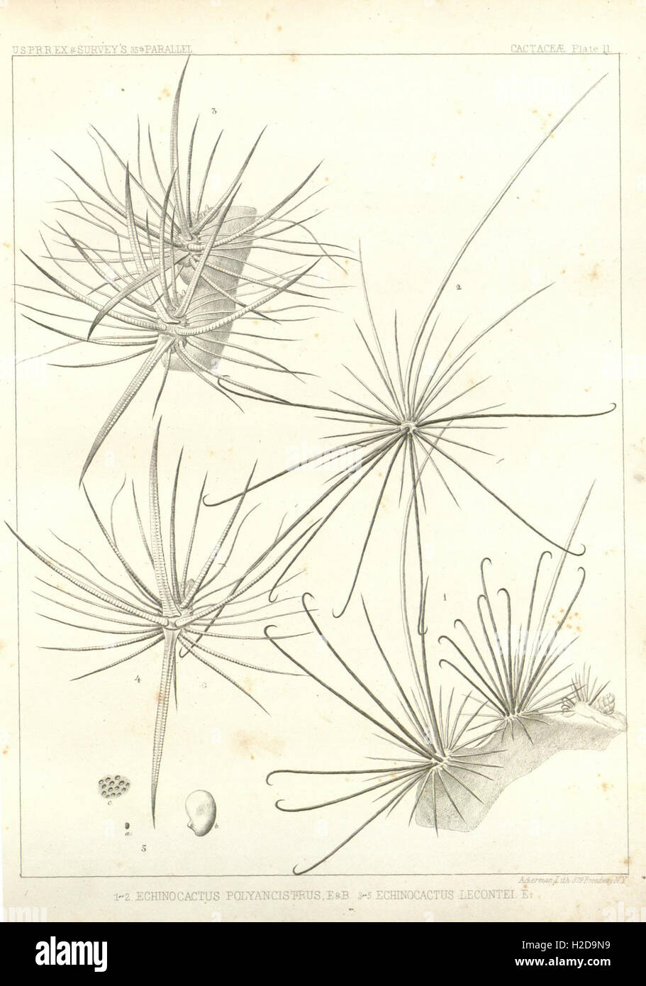 This report details the exploration of a route near the 35th parallel ...