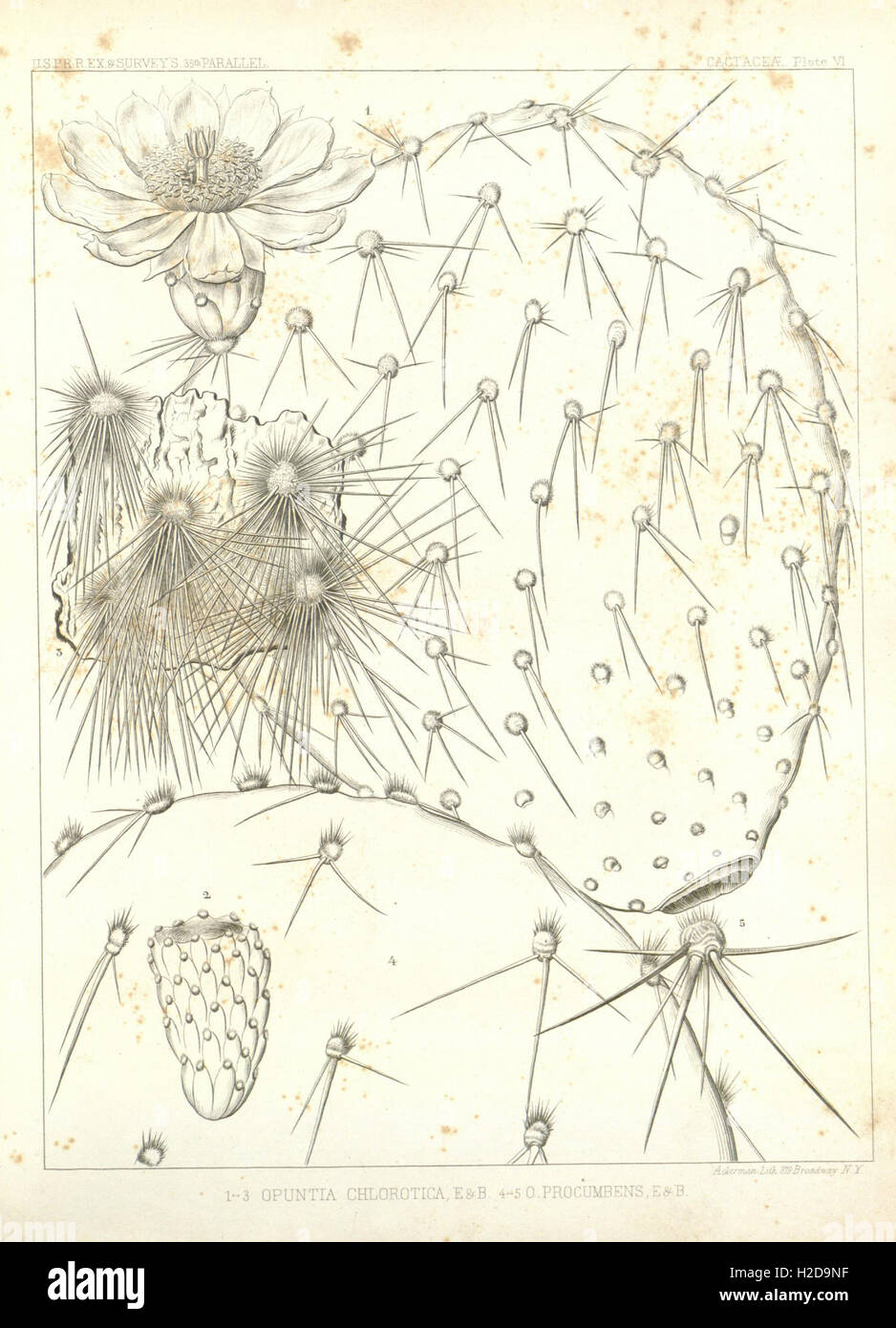 This exploration map depicts the route followed by Lieutenant A.W ...