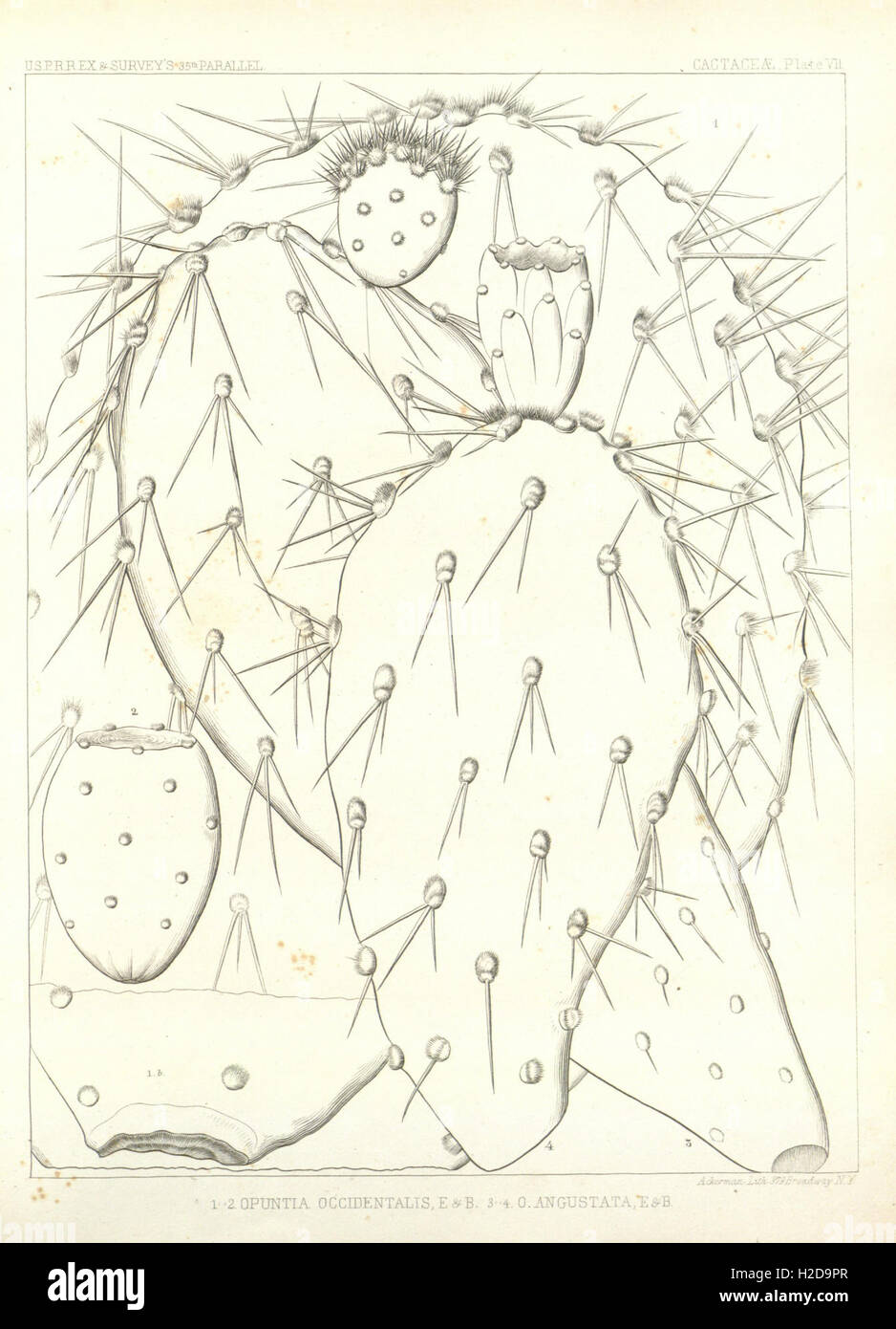 Whipples map hi-res stock photography and images - Alamy