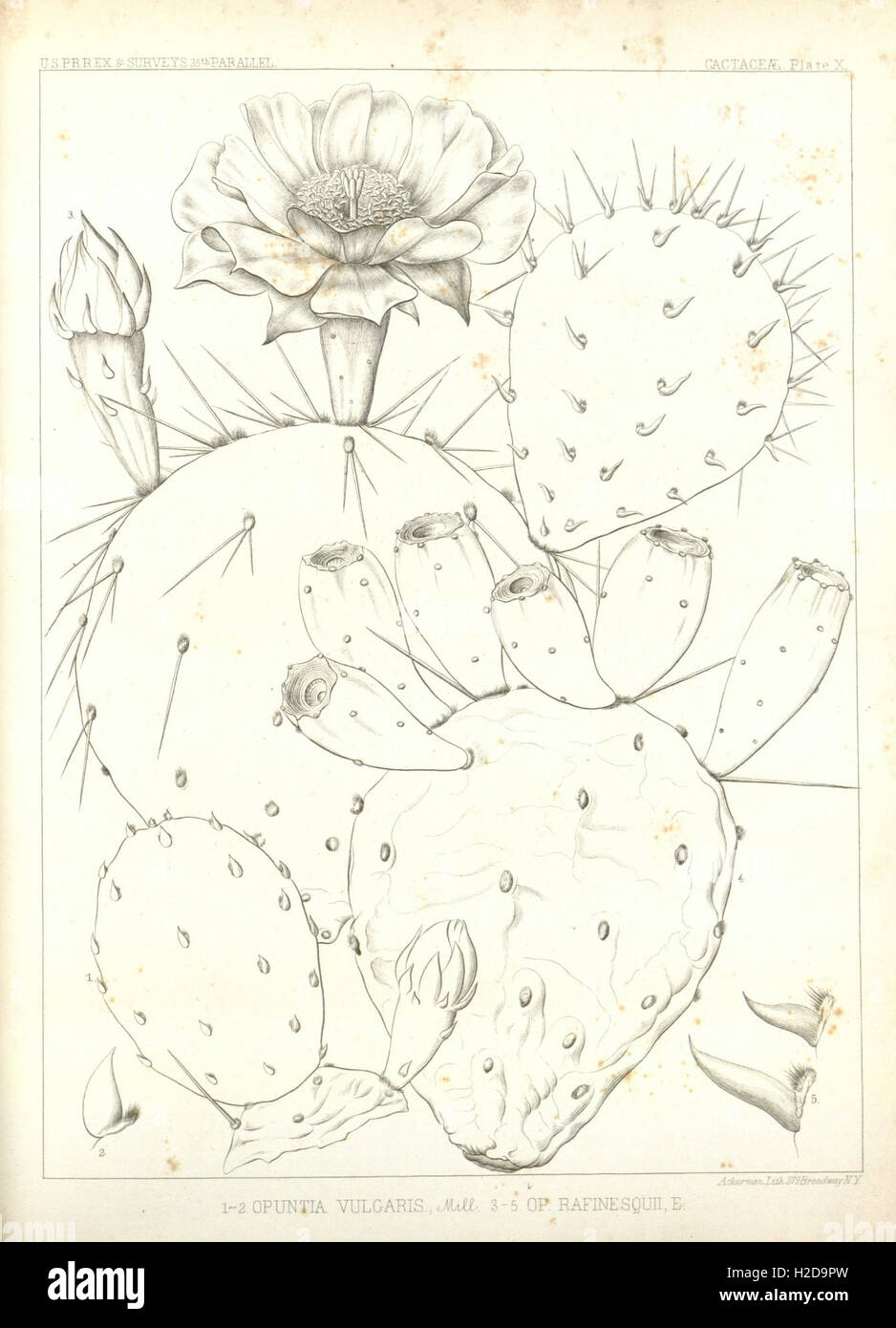 This plate illustrates the route explored by Lieutenant A.W. Whipple ...