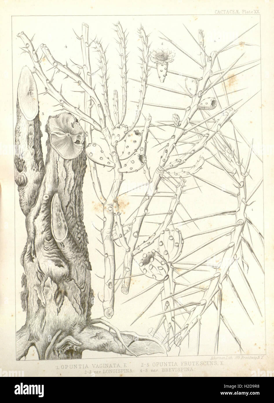 This report details Lieutenant Whipple's exploration of the route near ...