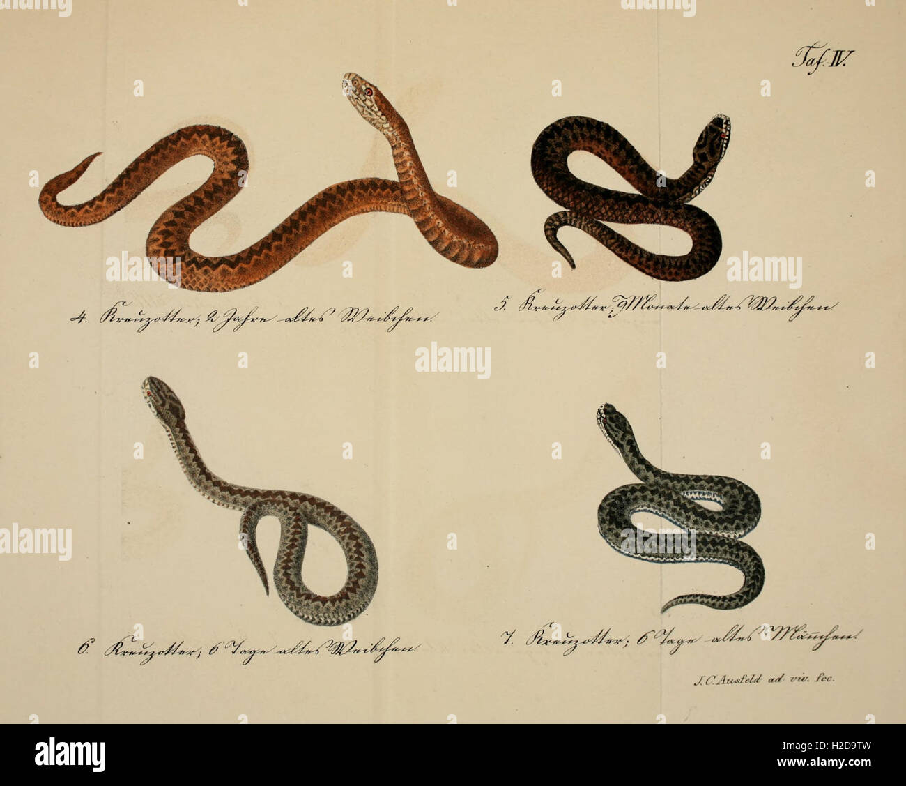 This work focuses on the study of snakes (herpetology), detailing their ...