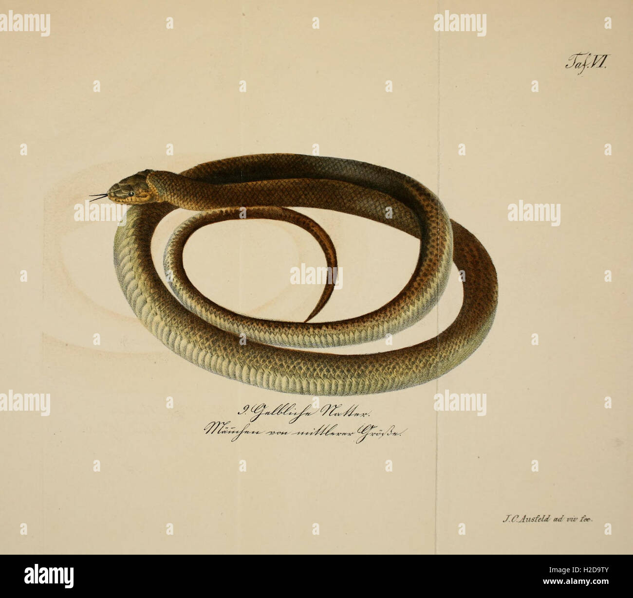 Focused on herpetology hi-res stock photography and images - Alamy