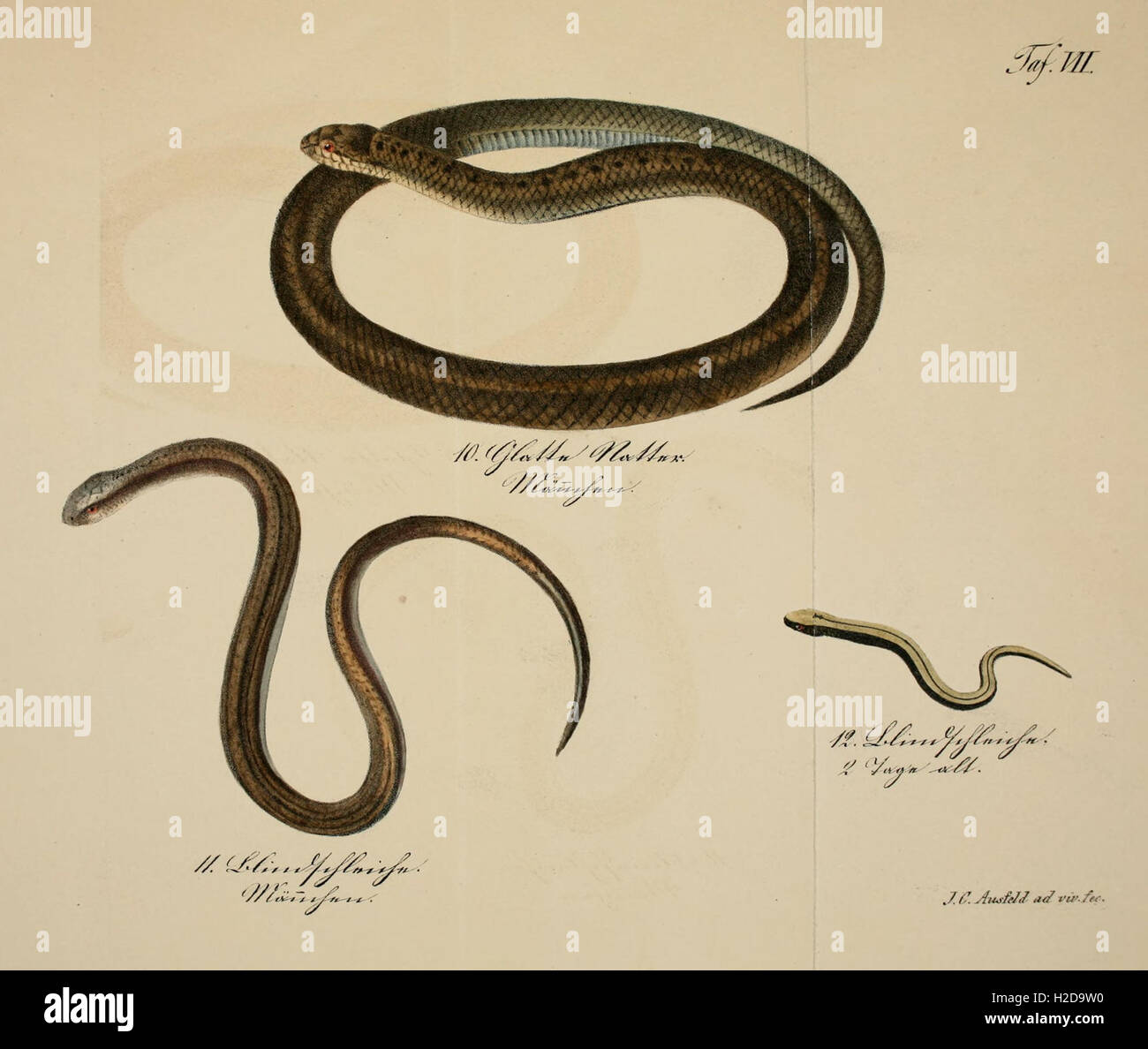 This work focuses on the study of snakes, covering their anatomy ...