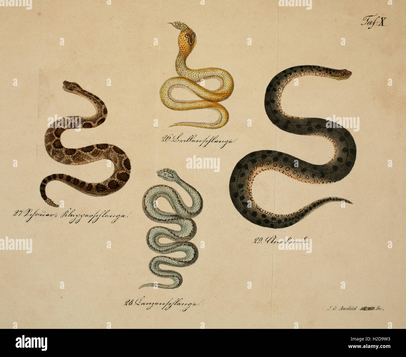 'Schlangenkunde' is the study of snakes, covering aspects of their ...