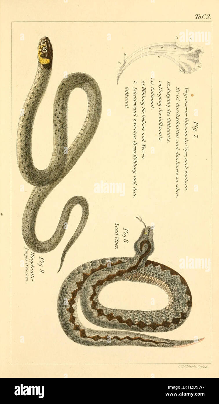 This work examines snakes and their natural enemies, detailing their ...