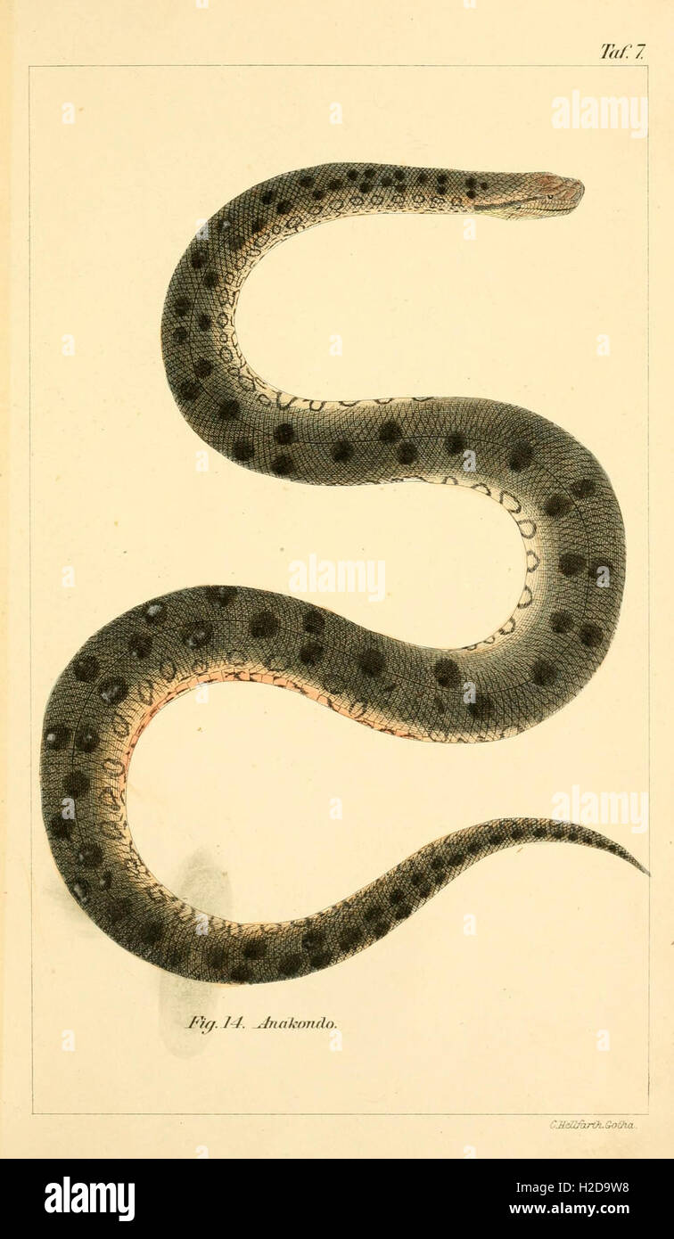 This German work discusses snakes and their natural enemies, focusing ...