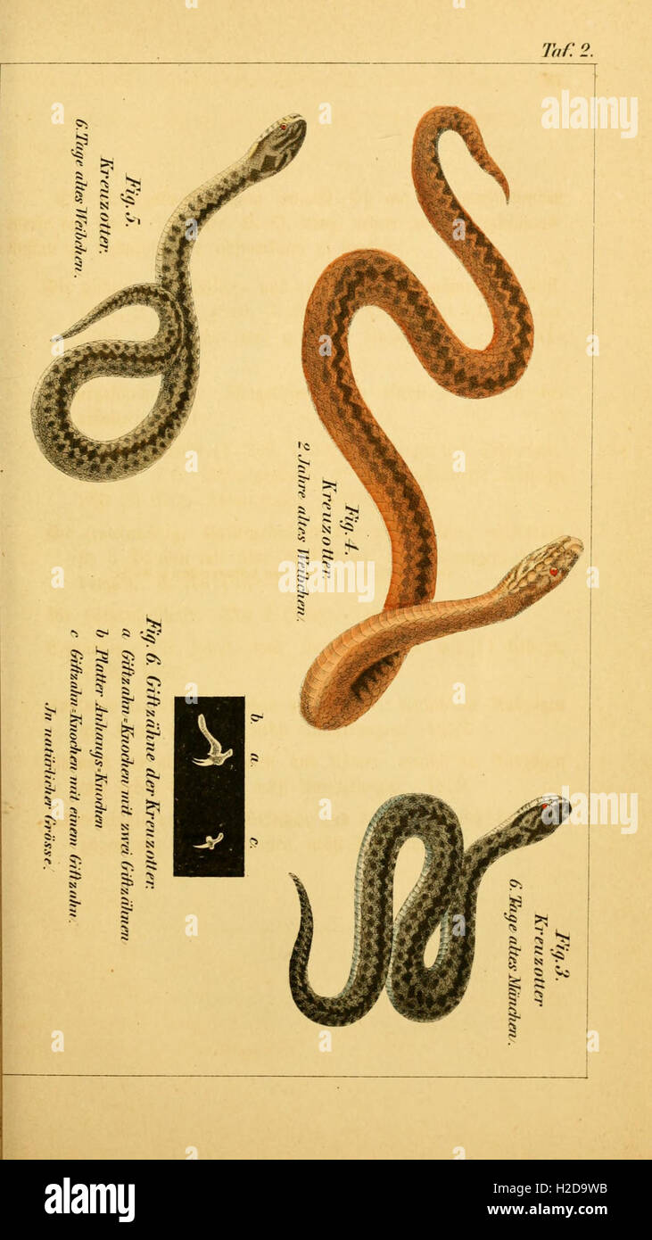 This work focuses on snakes and their natural enemies, studying their ...
